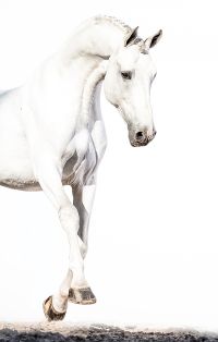 ASCA Z - EXTRAORDINARY COMMITMENT! | Studfarm Zangersheide